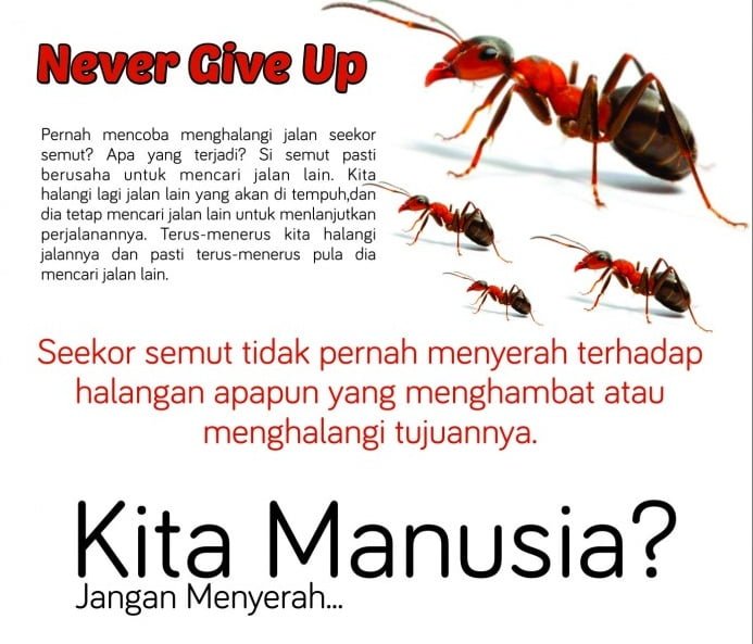 Belajar Dari Semut