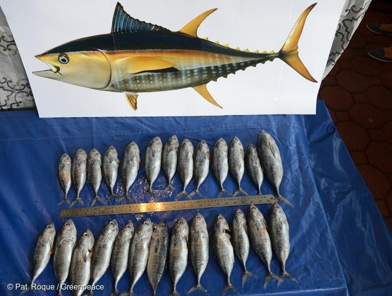 Mengenal Jenis Ikan Tuna di Dunia, dan Manfaatnya - e-Kompas.ID