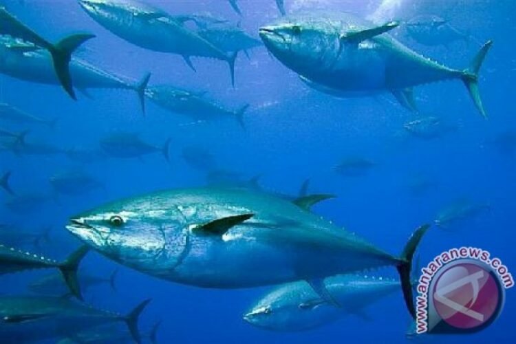 Mengenal Jenis Ikan Tuna di Dunia, dan Manfaatnya - e-Kompas.ID